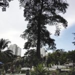 5 Spesis Pokok Ini Sering Jadi Tumpuan Makhluk Halus, Kongsi Si ...