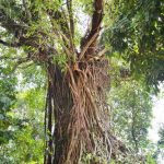 5 Spesis Pokok Ini Sering Jadi Tumpuan Makhluk Halus, Kongsi Si ...