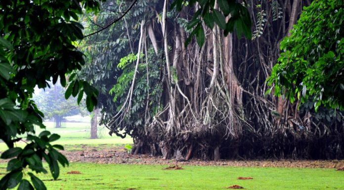 5 Spesis Pokok Ini Sering Jadi Tumpuan Makhluk Halus, Kongsi Si ...