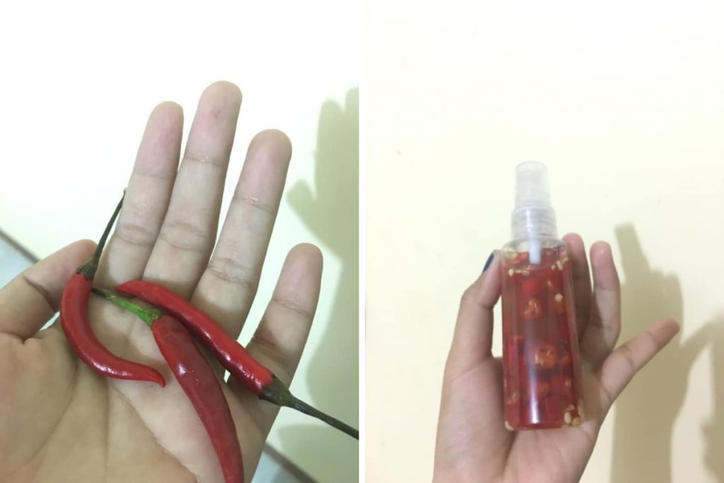 Gadis Ini Kongsi Tutorial DIY Pepper Spray Yang Lebih Murah & Mudah ...