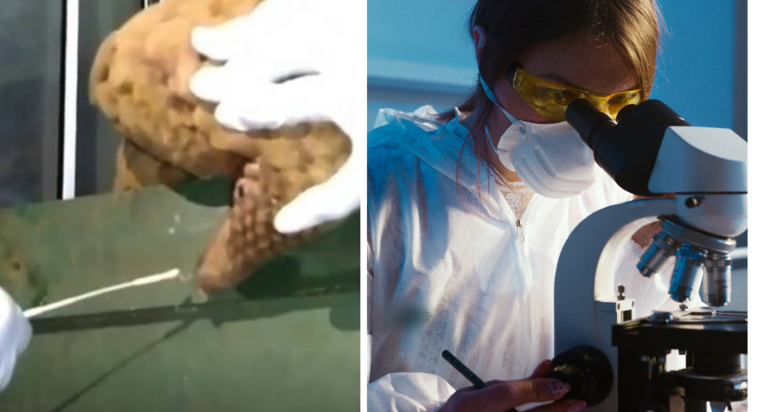 Tenggiling Juga Terpaksa Jalani Ujian Saringan, Selepas Menjadi Kontak ...