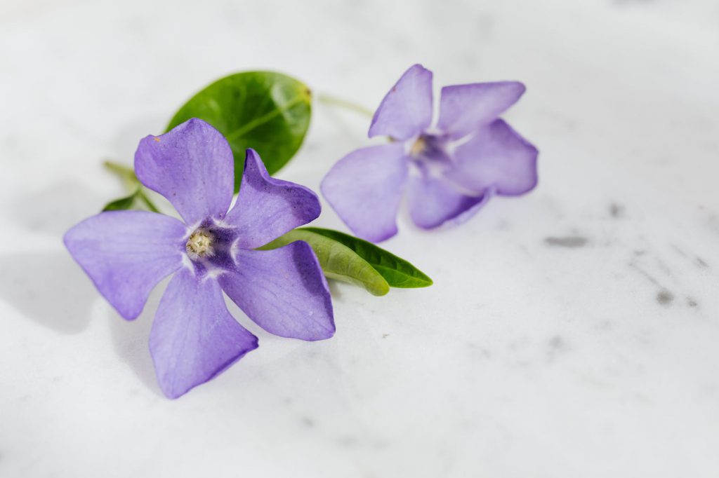 Bunga Yang Sesuai Untuk September 'Babies' Dan Bulan Kelahiran Korang Juga