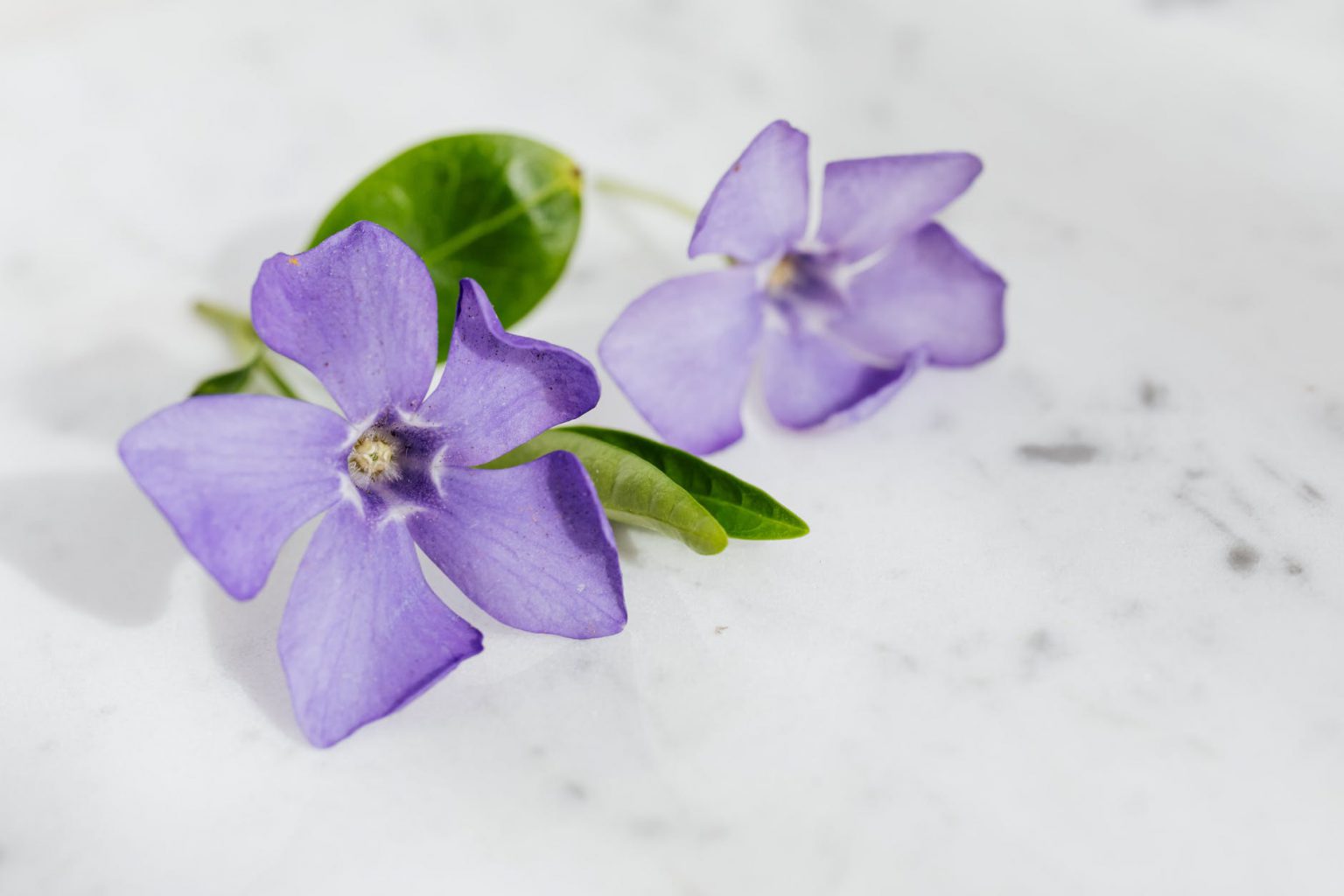 Bunga Yang Sesuai Untuk September 'Babies' Dan Bulan Kelahiran Korang Juga