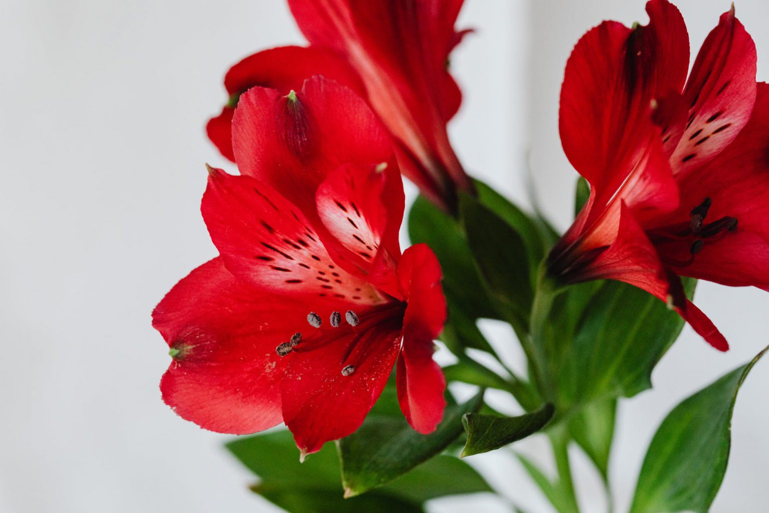 Bunga Yang Sesuai Untuk September 'Babies' Dan Bulan Kelahiran Korang Juga