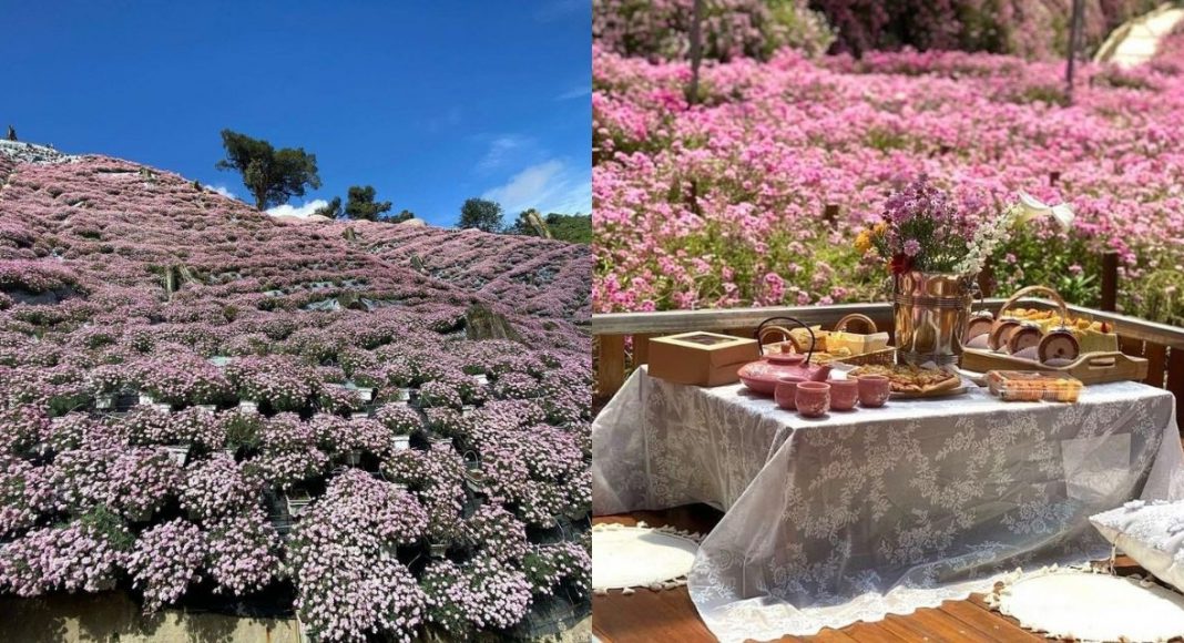 Taman Bunga Tarikan Terbaru Di Cameron Highlands! Port Wajib 'Instagram ...