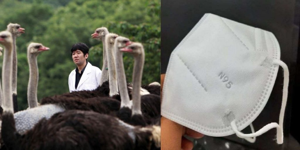 Saintis Jepun Cipta Pelitup Muka Kesan Virus COVID-19, Guna Sel Burung Unta