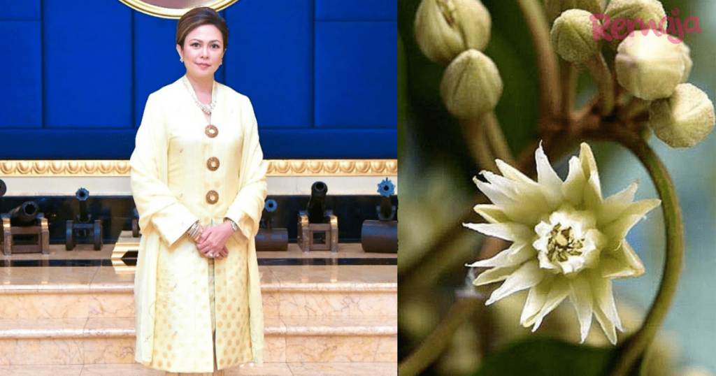 Bunga Tanjong Pecah Sembilan, Bunga Rasmi Negeri Selangor. Mekar ...