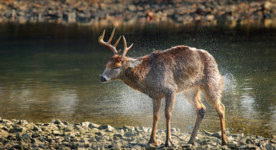 Jangkitan Aneh ‘Wabak Zombie’ Serang Rusa Kanada, Didakwa Mampu ...