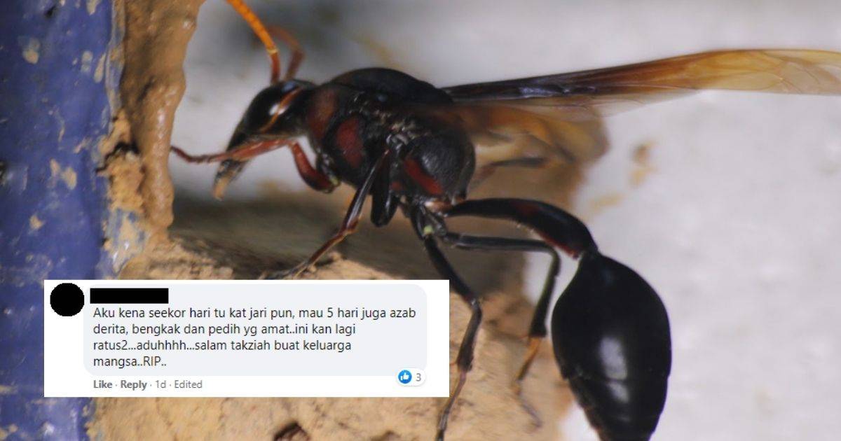 Lelaki Maut Disengat Tebuan Tanah Ketika Hiking, Netizen Kongsi ...