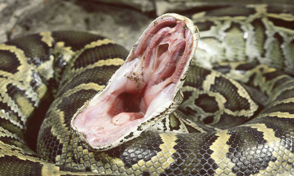 Ngeri! Bahagian Sulit Remaja Digigit Ular Ketika Asyik Melepas 'Hajat ...